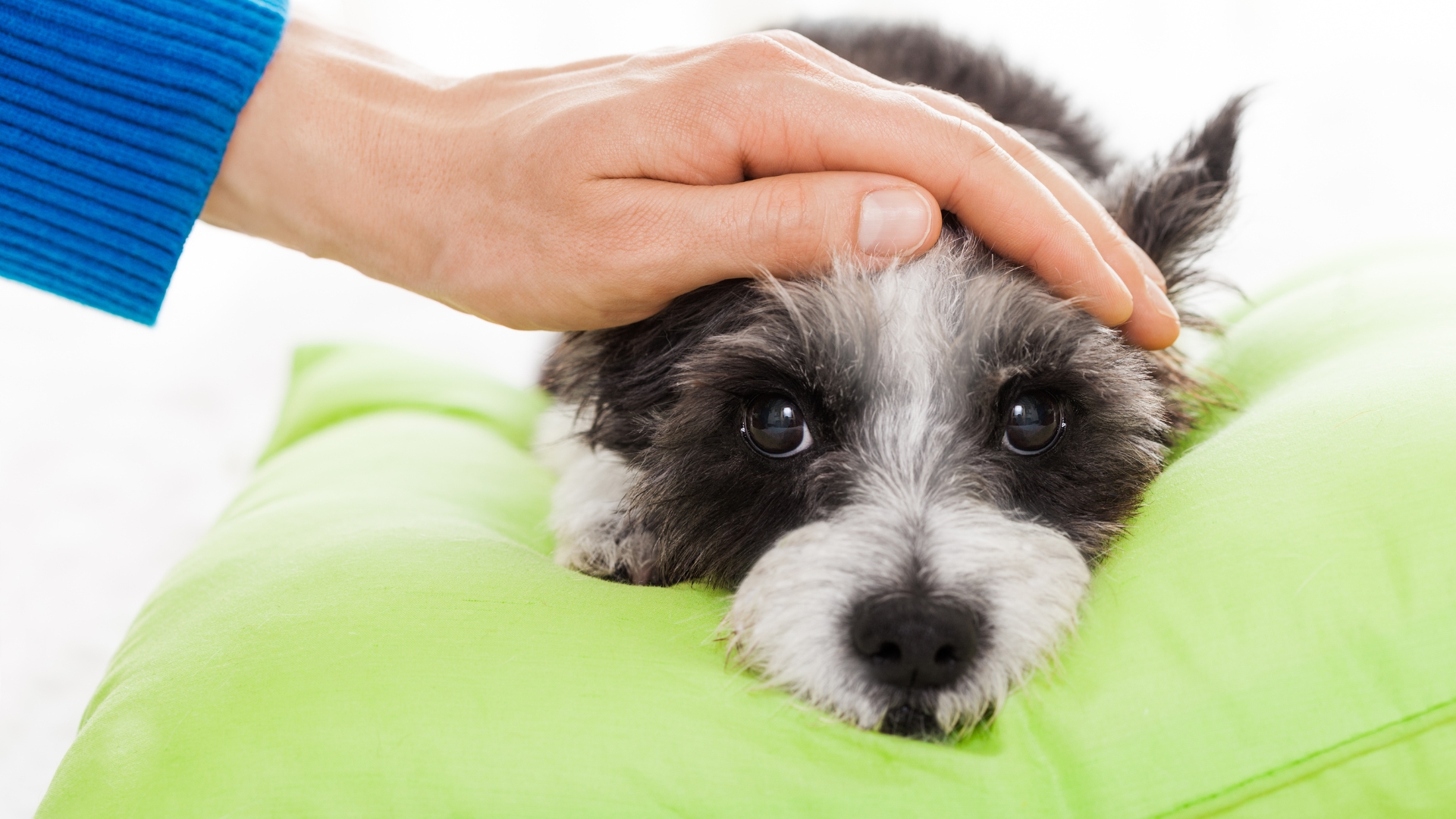 Pet Illness & Urgent Care In Atlanta, GA | Collier Animal