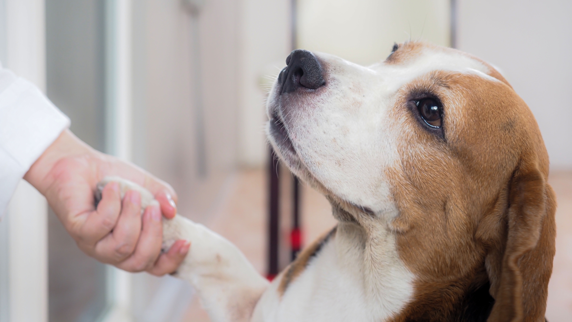 Mutual Respect Policy | Collier Animal Hospital