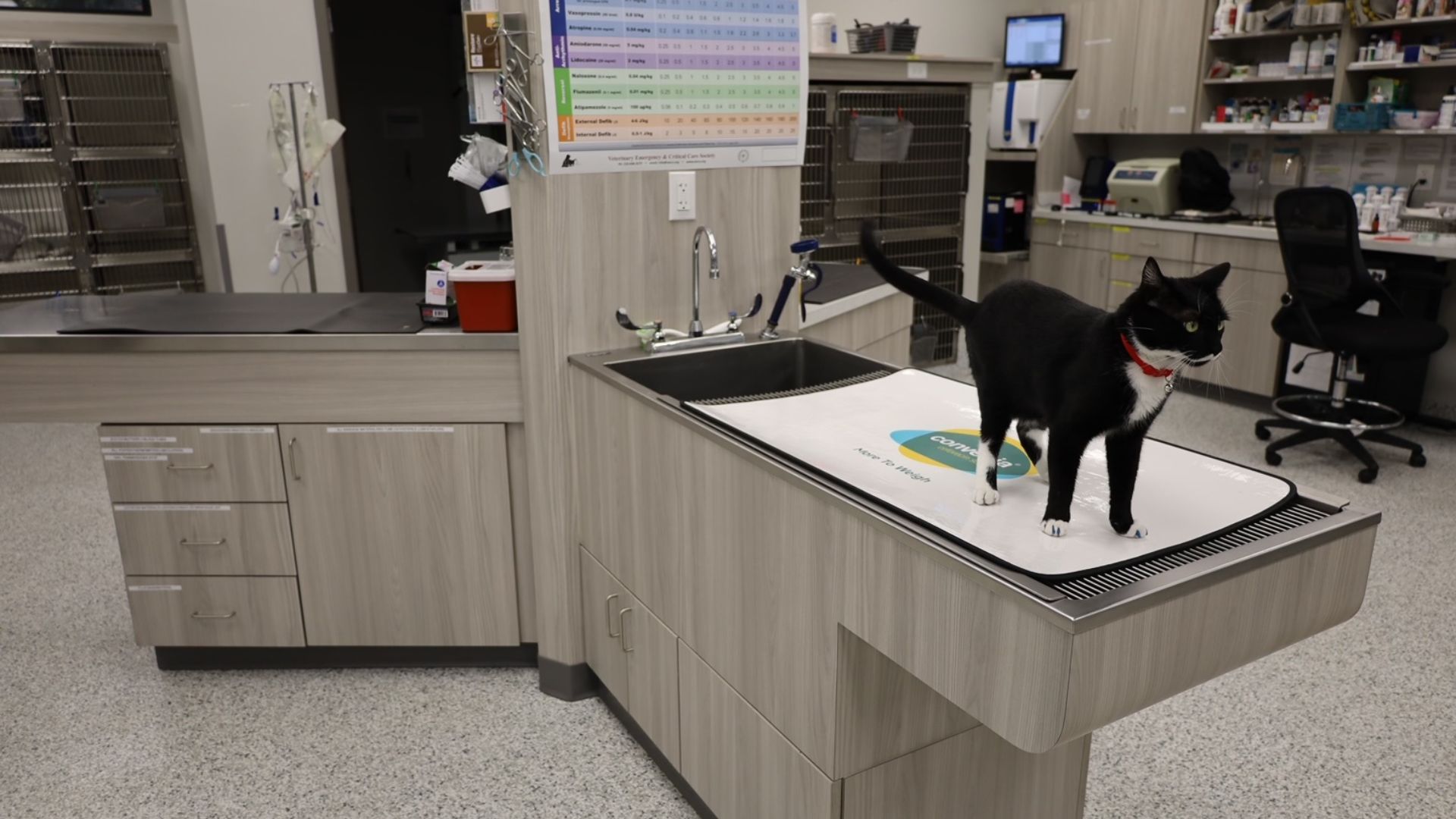 Vet Near Me Atlanta, GA 30318 | Collier Animal Hospital
